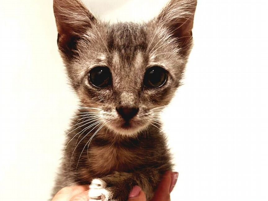 Крошка Барсик ищет дом