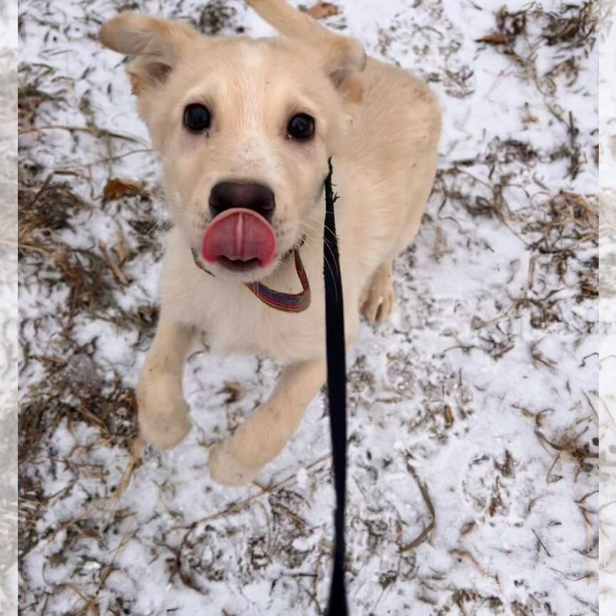 Щенок в добрые руки