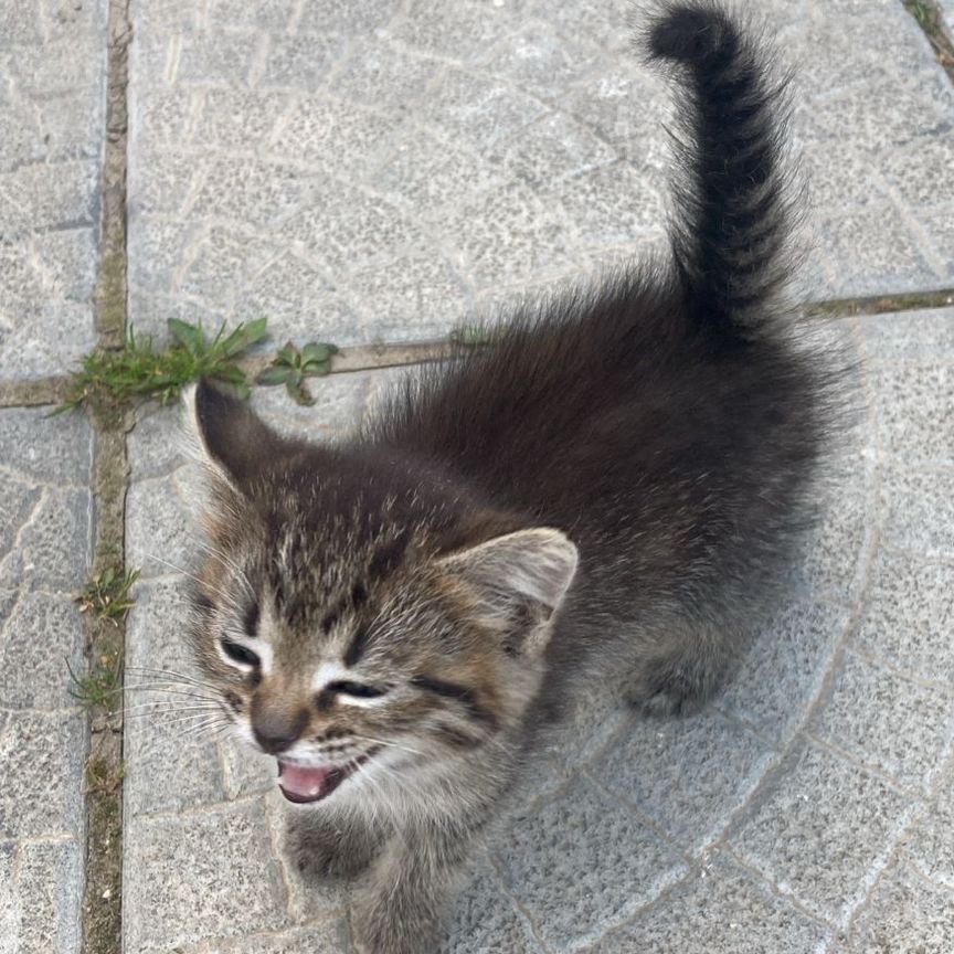 Котенок