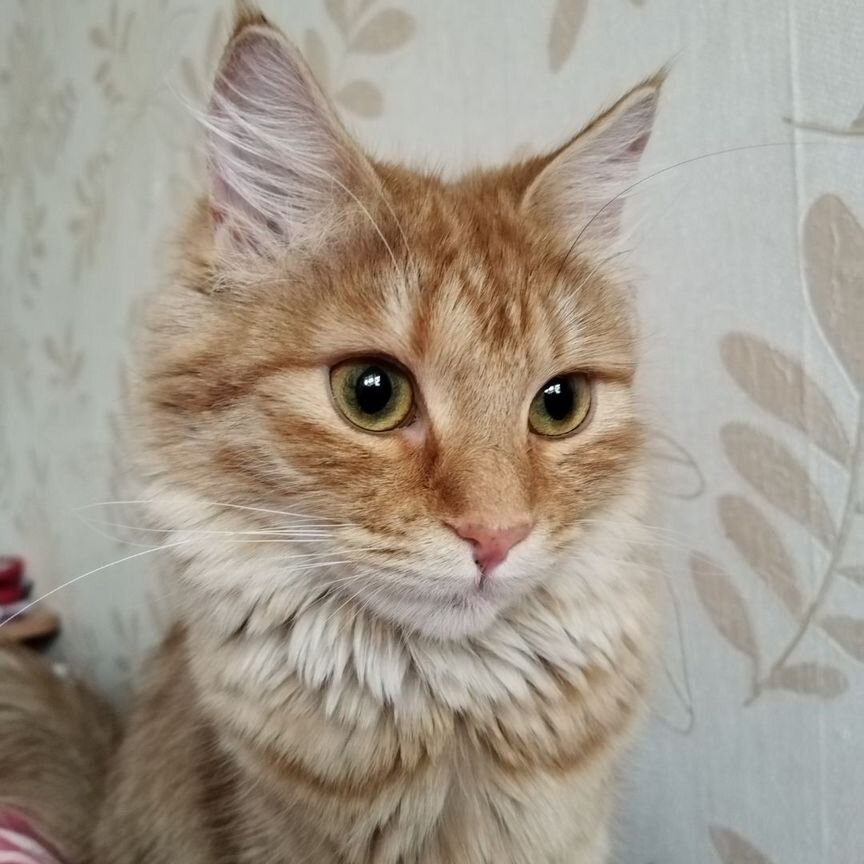 Кошка-компаньон
