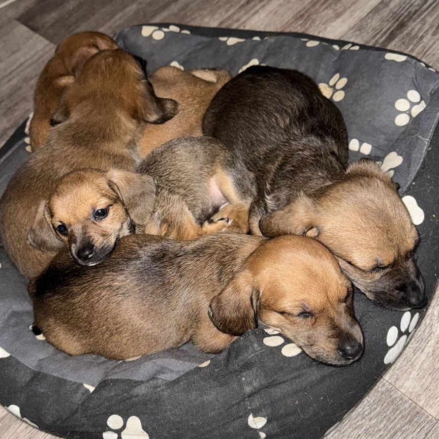 Такса, щенок