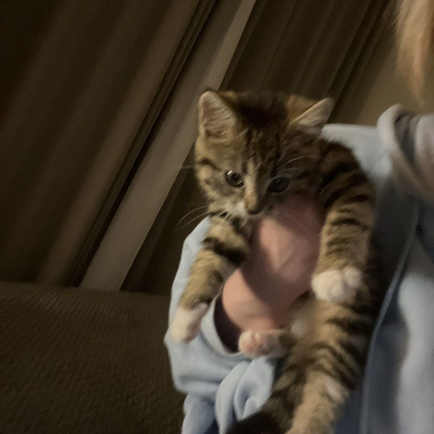 Котенок 3 месяца девочка а лотку приучена