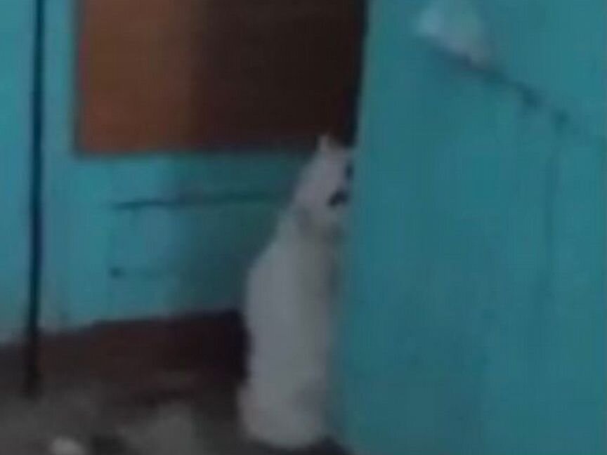 Три дня вжимался в стену. Снежок