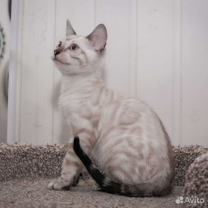 Бенгальская кошка линкс
