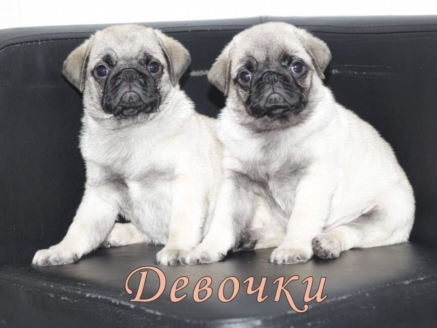 Щенки мопса