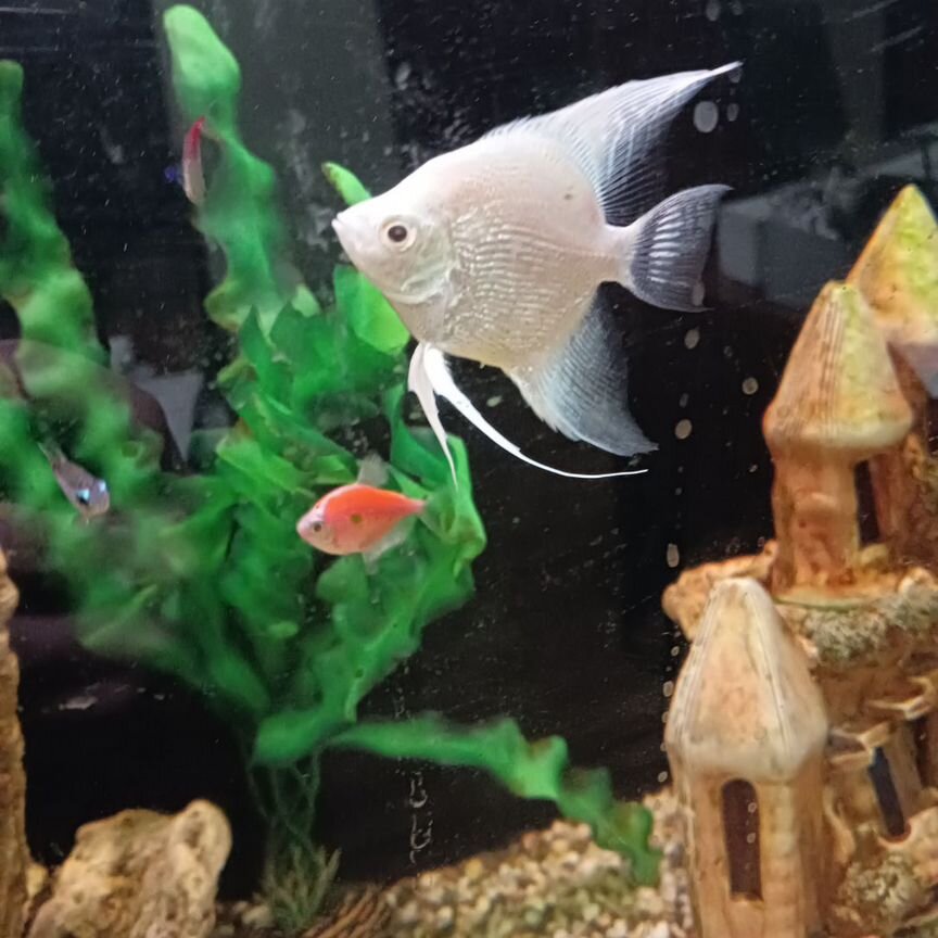 Скалярия платина