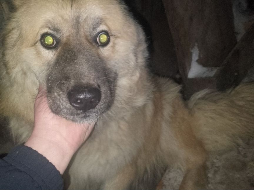 Щенок кавказец