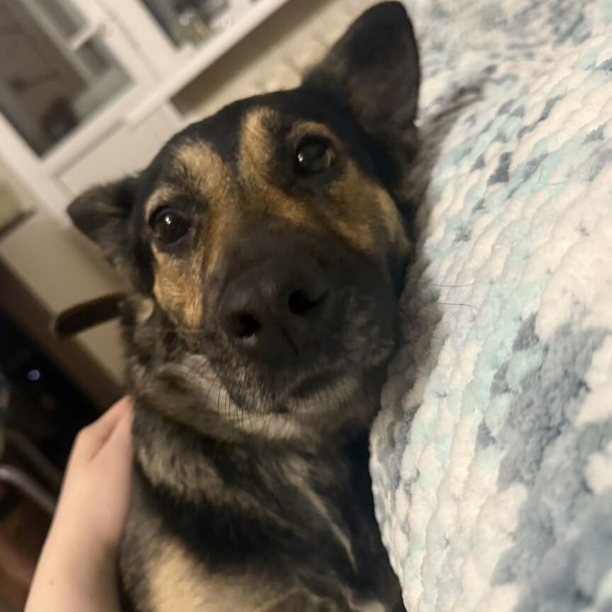 Взрослая собака в добрые руки