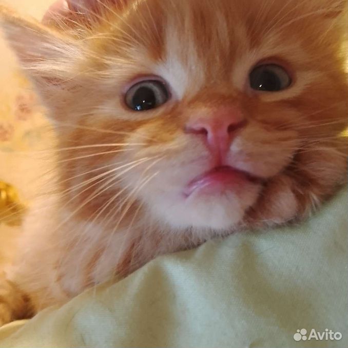 Солнечные пушистики