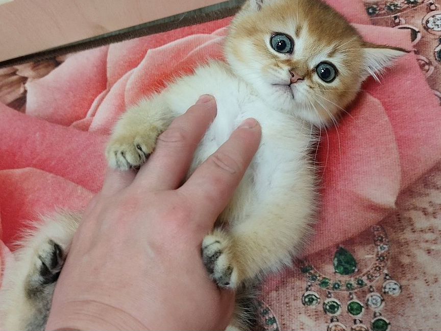 Золотая красавица