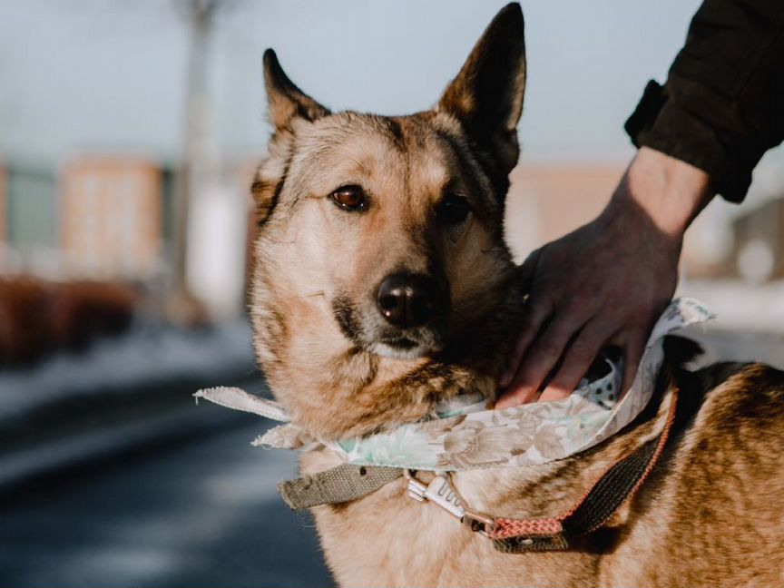 Смешная Лиза