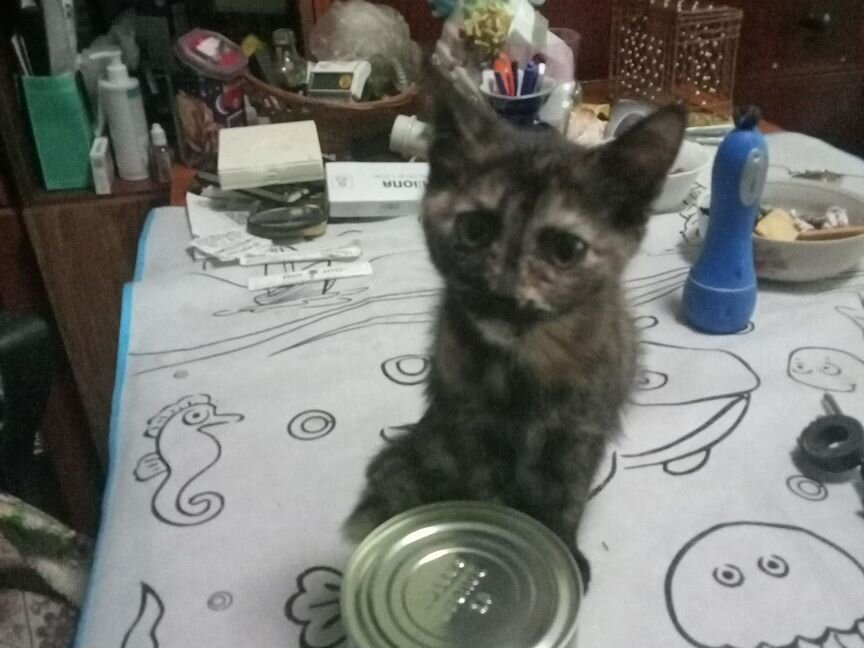 Кот богатка 2 мес