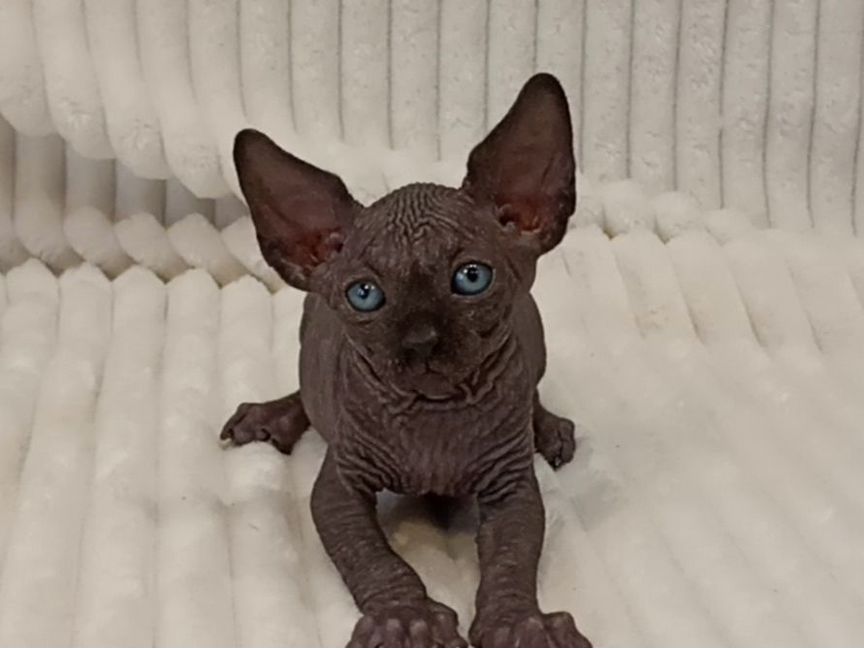 Канадский сфинкс