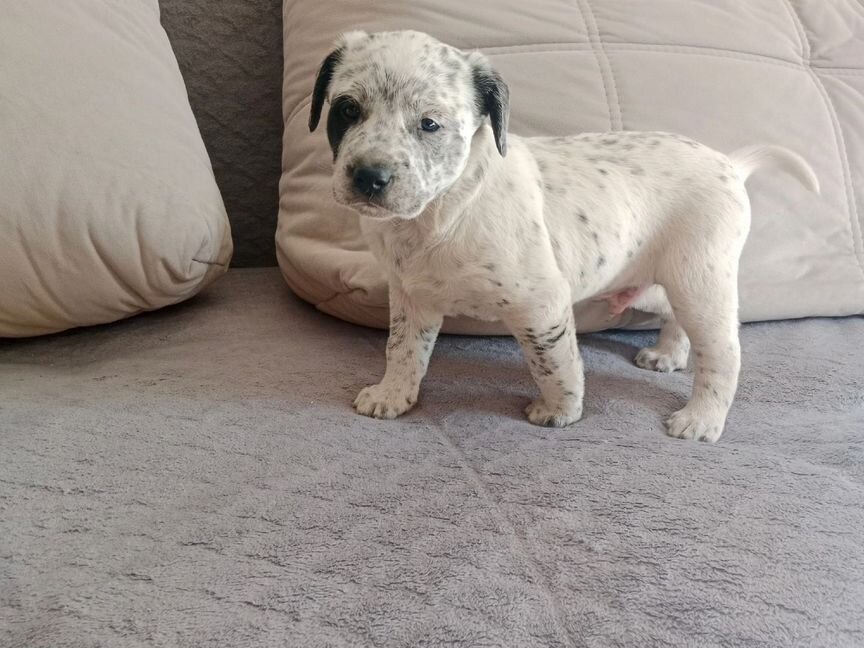 Собака в добрые руки отдам бесплатно