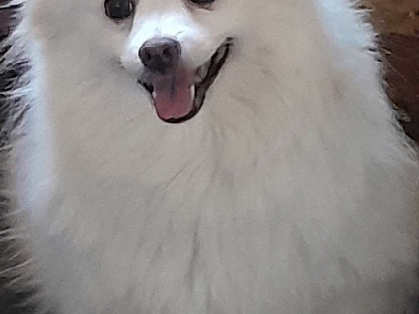 Шпиц (японка)