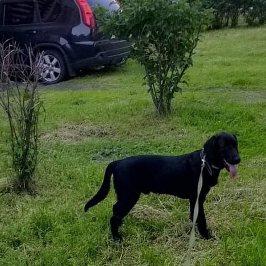 Щенок в добрые руки бесплатно