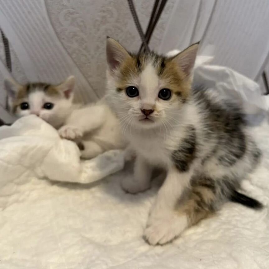 Сибирский котёнок