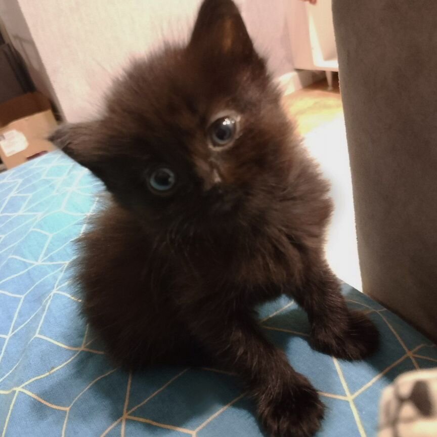 Котята