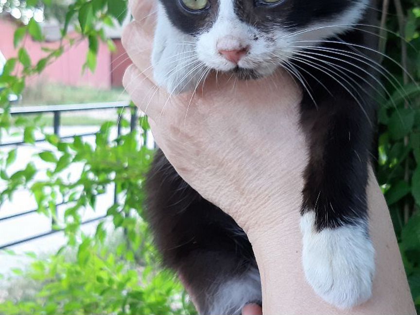 Кошка в дар