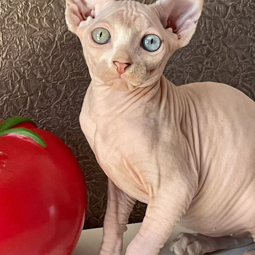 Эльф кошечка красотка разноглазая