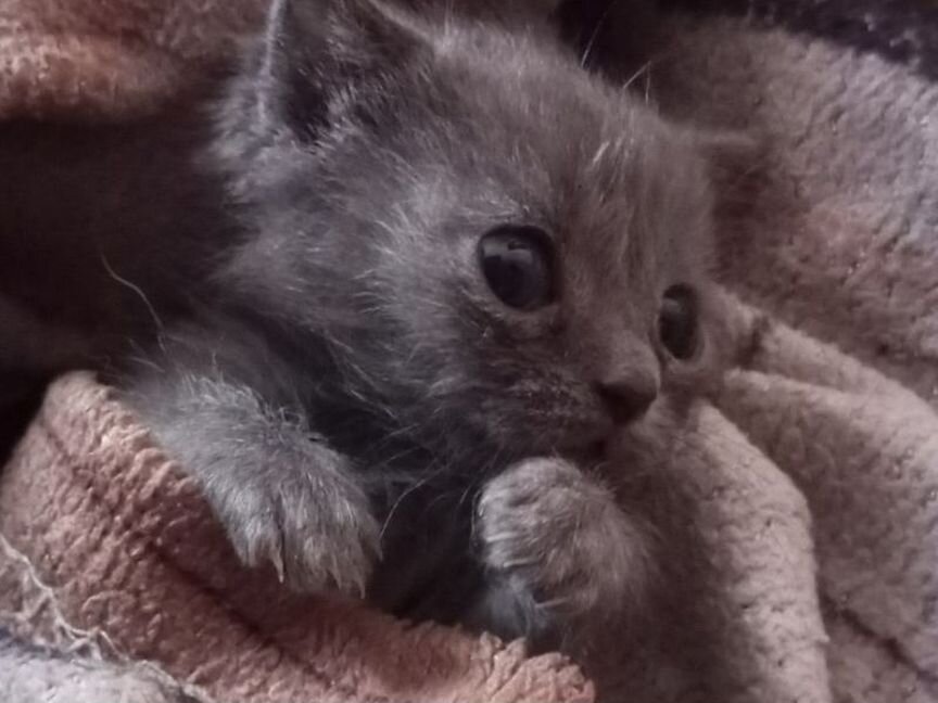 Котенок