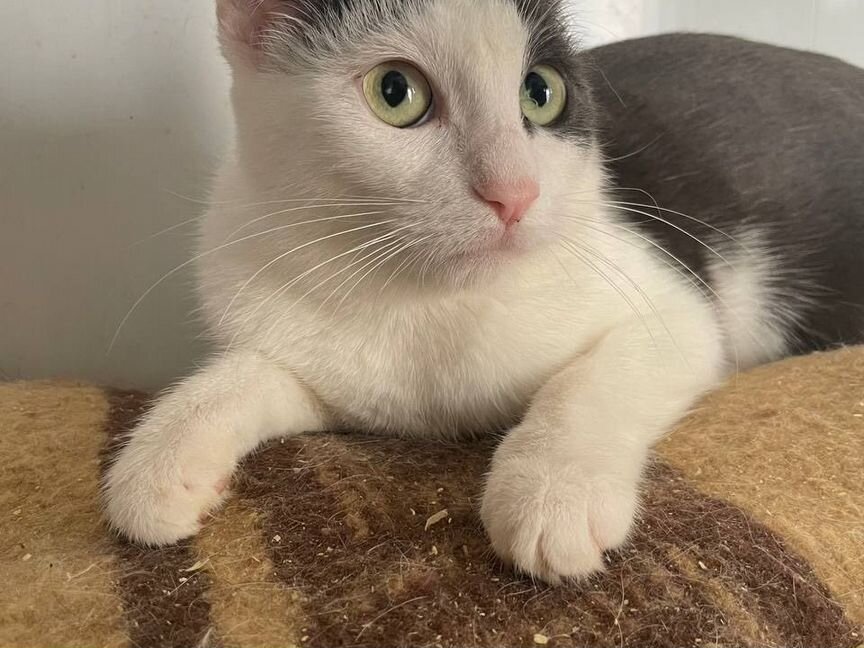 Кошка Фисташка ищет дом