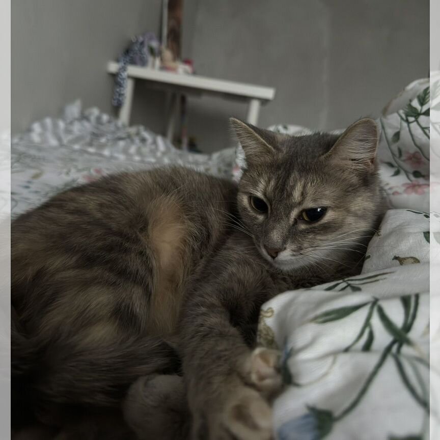 Кошка в добрые руки бесплатно