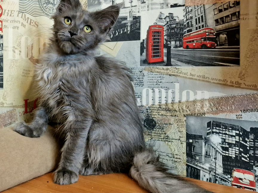 Котёнок Мейн-Кун в добрые руки