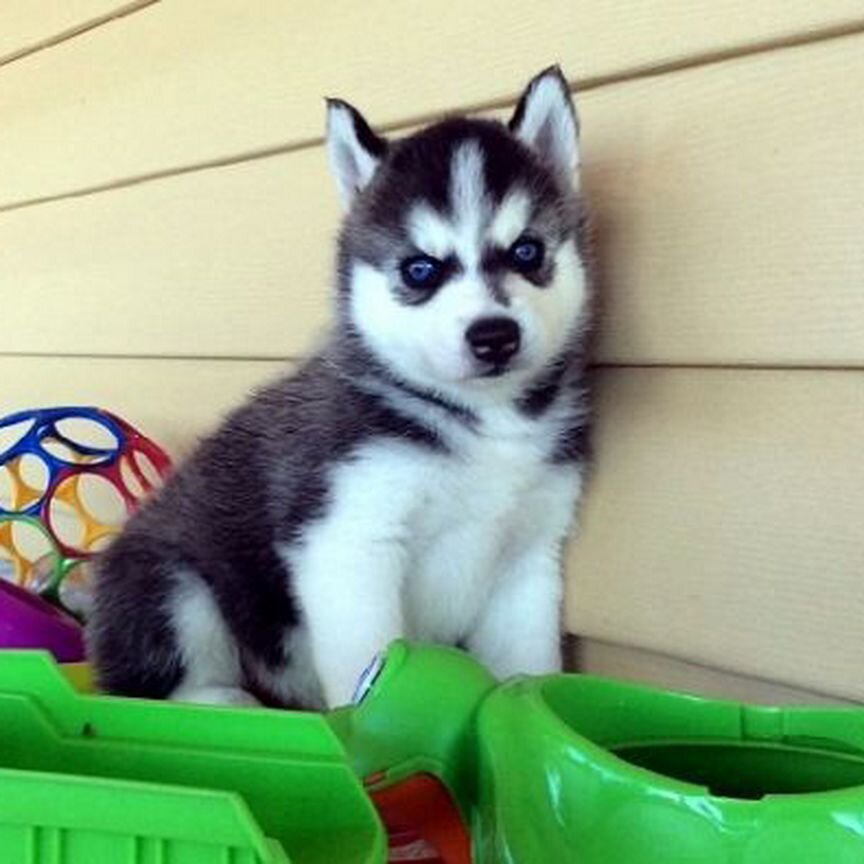 Чудесные щеночки сибирские хаски