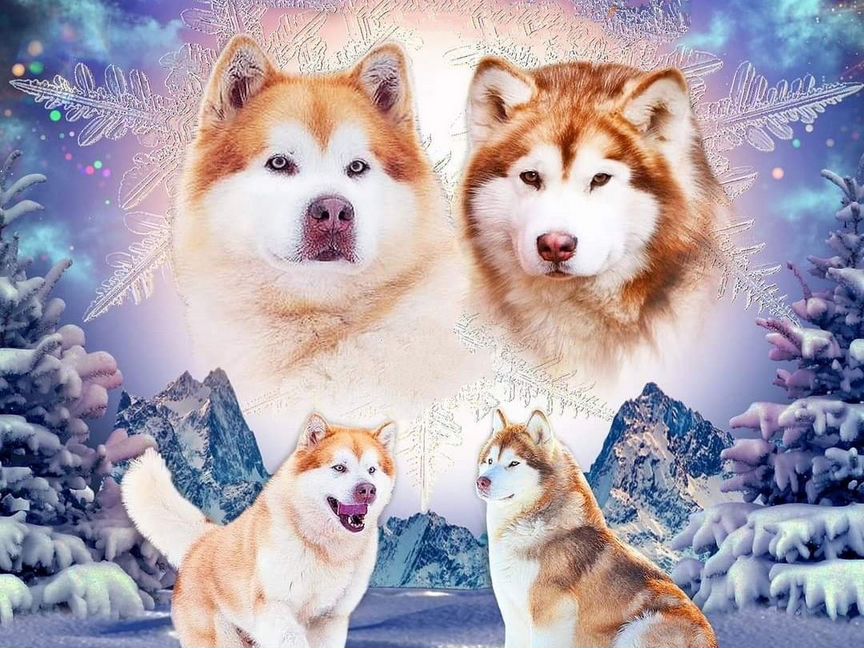 Аляскинский маламут