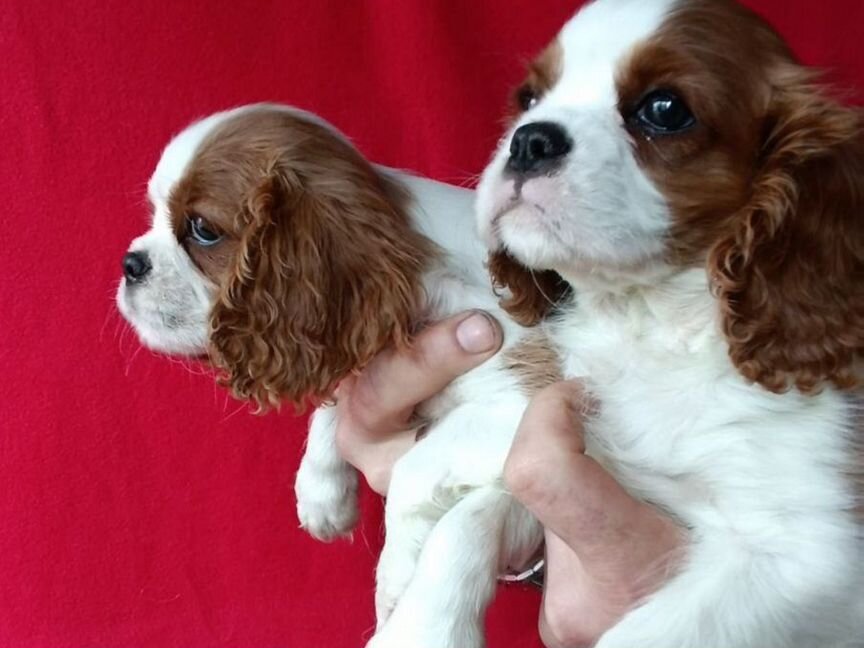 Рыжие кавалеры