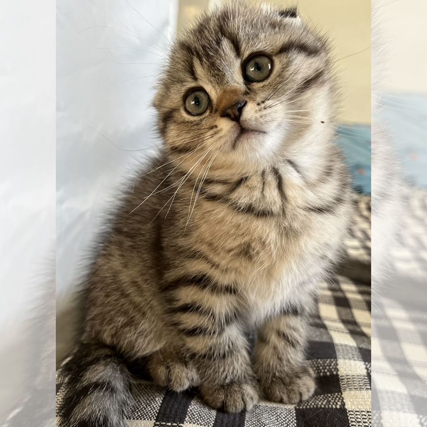 Скоттиш фолд котята