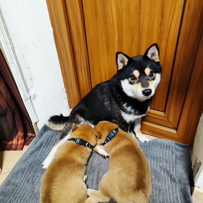 Сиба Ину веселые щенки мальчики ждут своих хозяев