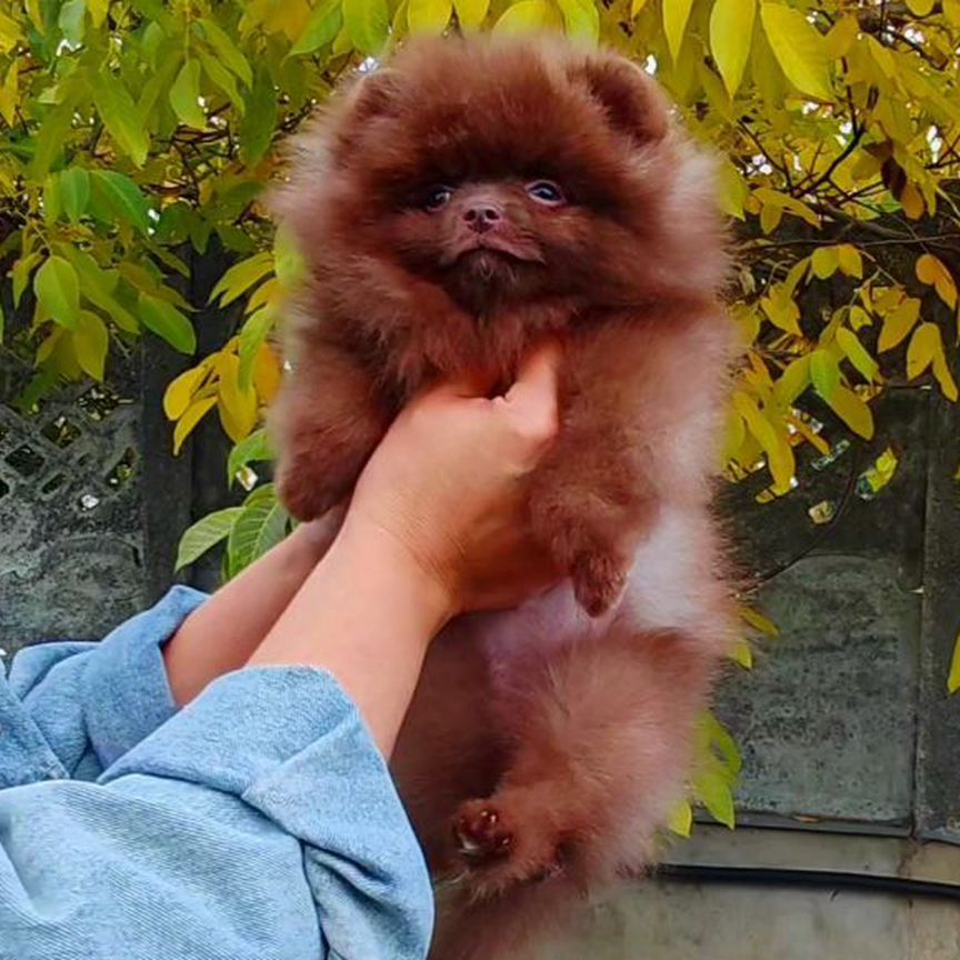 Померанский шпиц, щенок