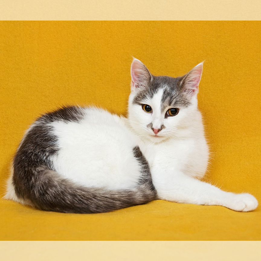 Котёнок в добрые руки