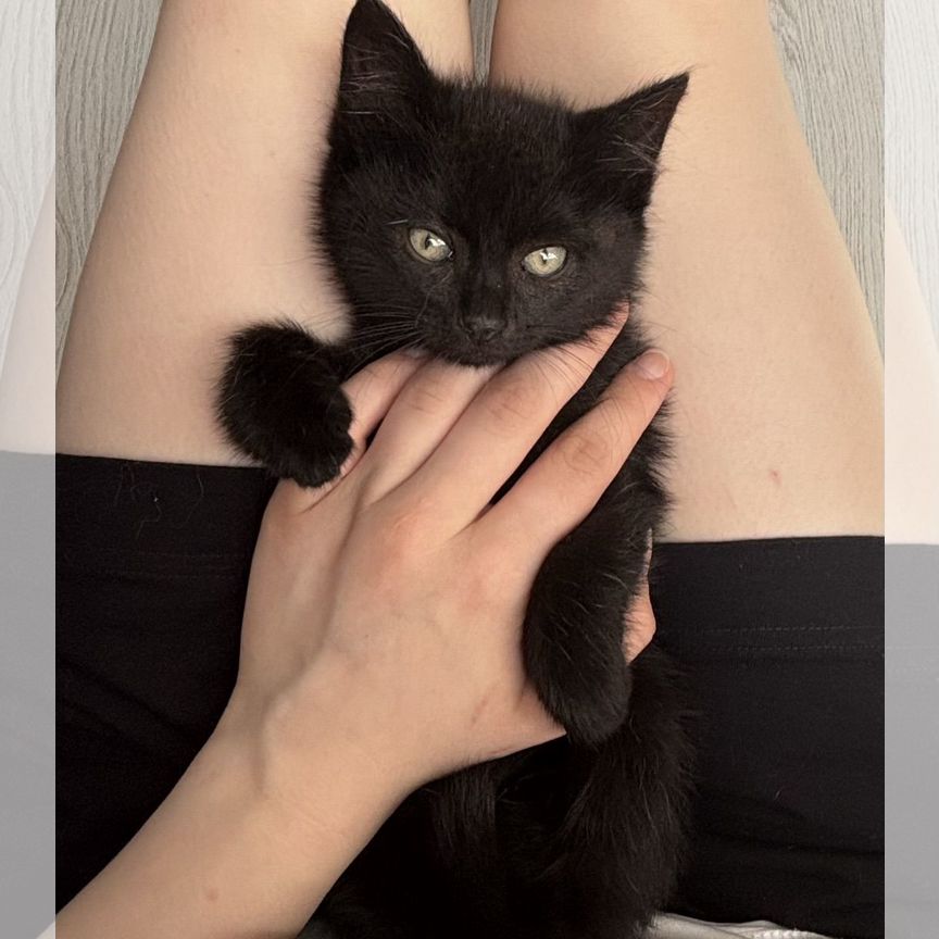 Котёнок в добрые руки