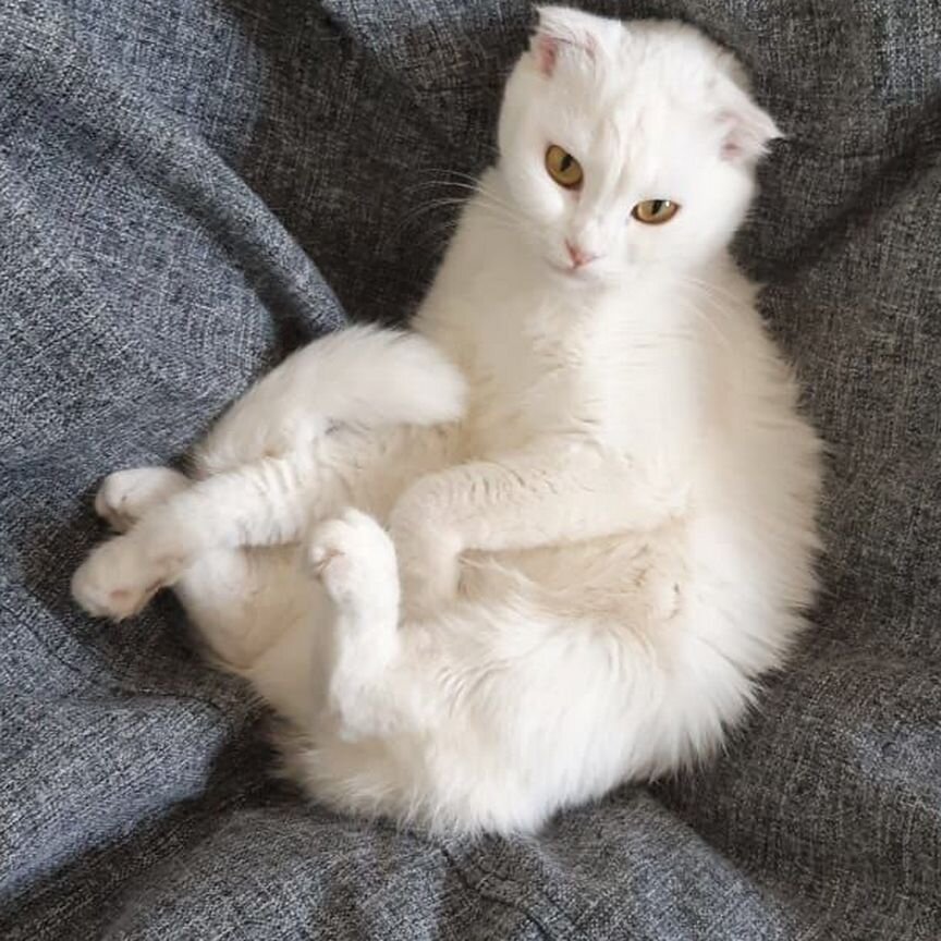 Кошка на вязку шотландка