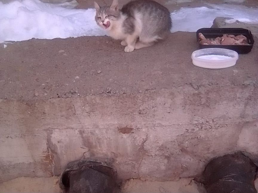 Котенок