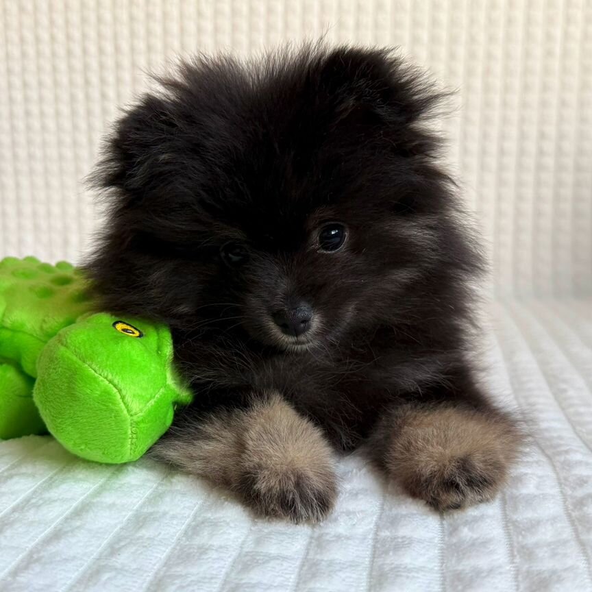 Померанский шпиц Девочка ( видео)