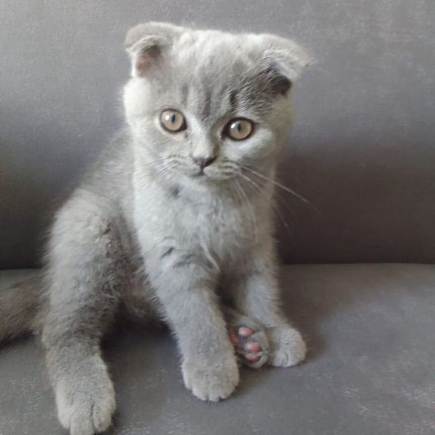 Котенок плюшевый