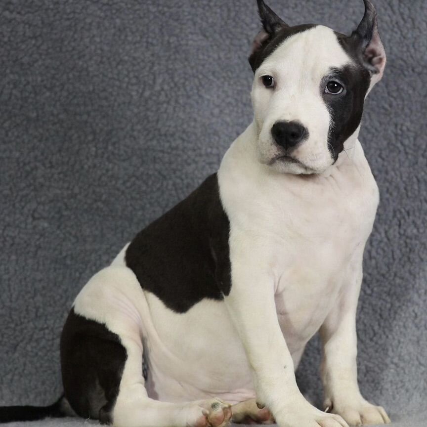 Американский стаффордширский терьер, щенок