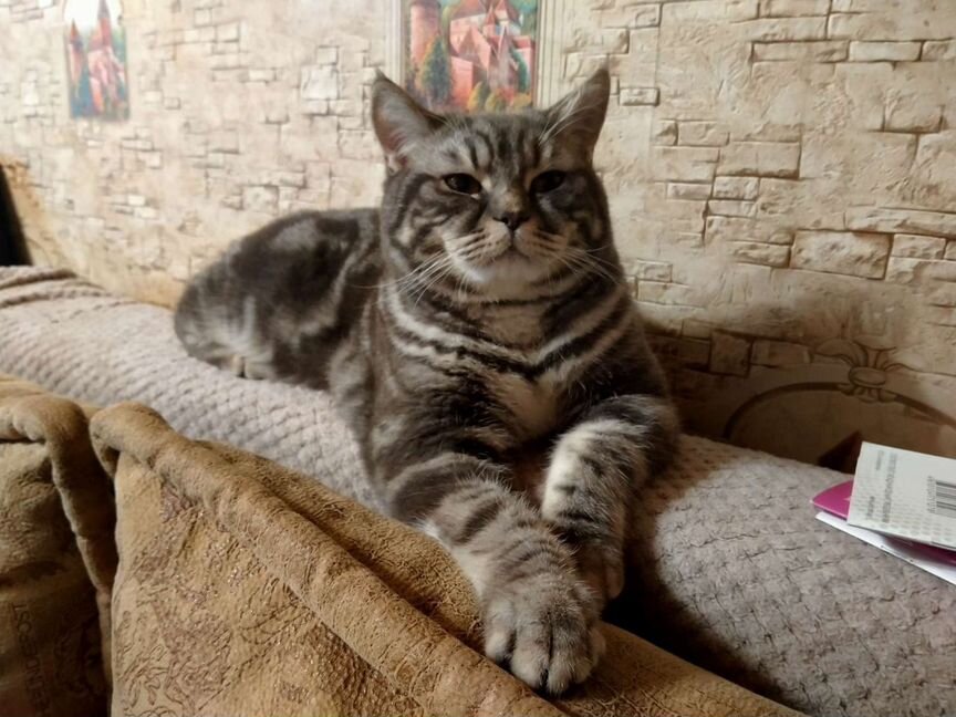 Вязка,Кот шотландец - страйтовый