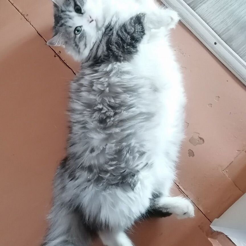 Кошка Мурка