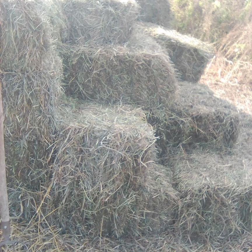Свежее сено, солома