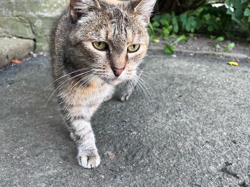 Зеленоглазка