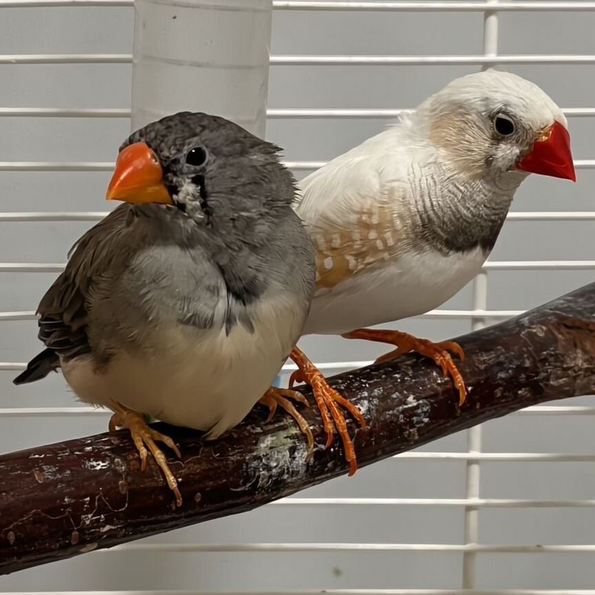 Амадины с клеткой