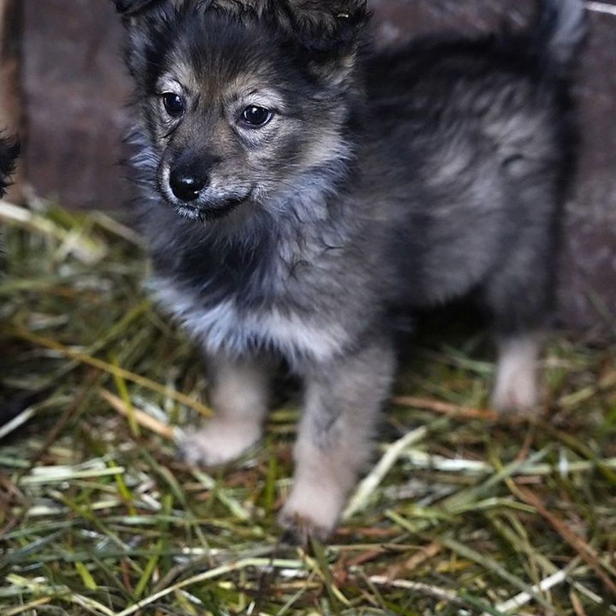 Щенок-сестричка ищет ответственные руки