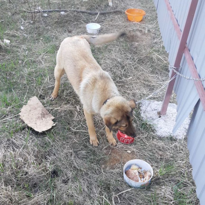 Бросили собак и уехали