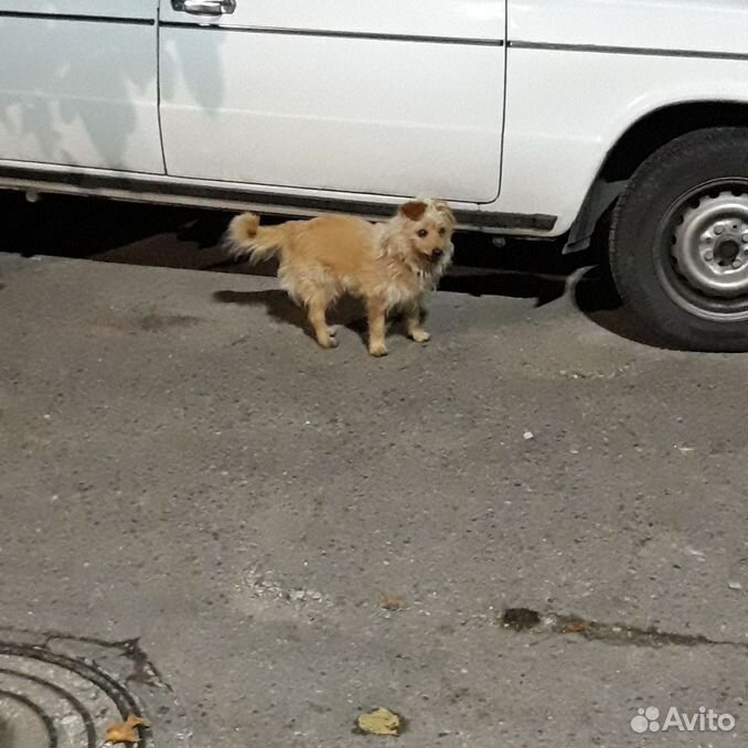 Найдена собака. Бегает по ул. Толстого, Кисловодск