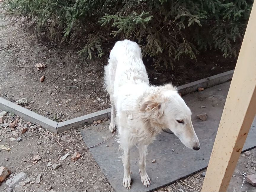 Русская борзая